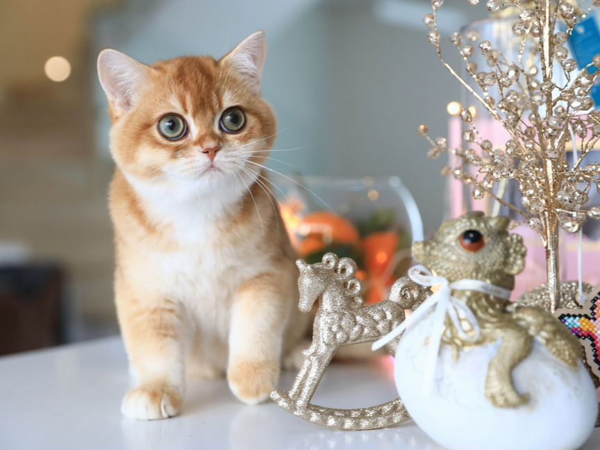 Ласковый британский котёнок
