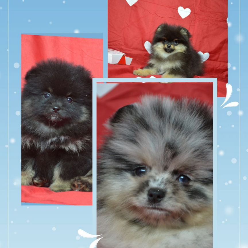 Шпицы мальчики