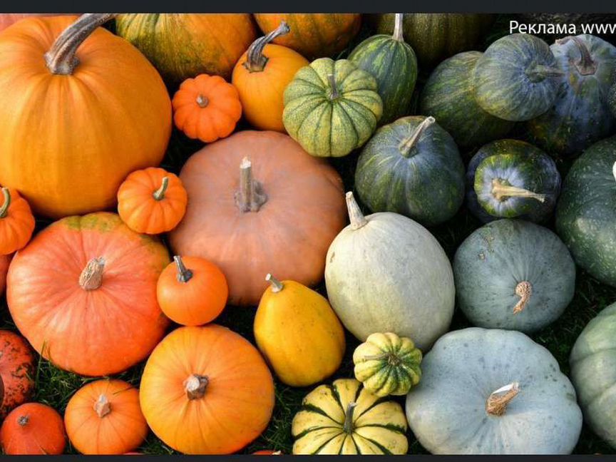 Тыква на корм