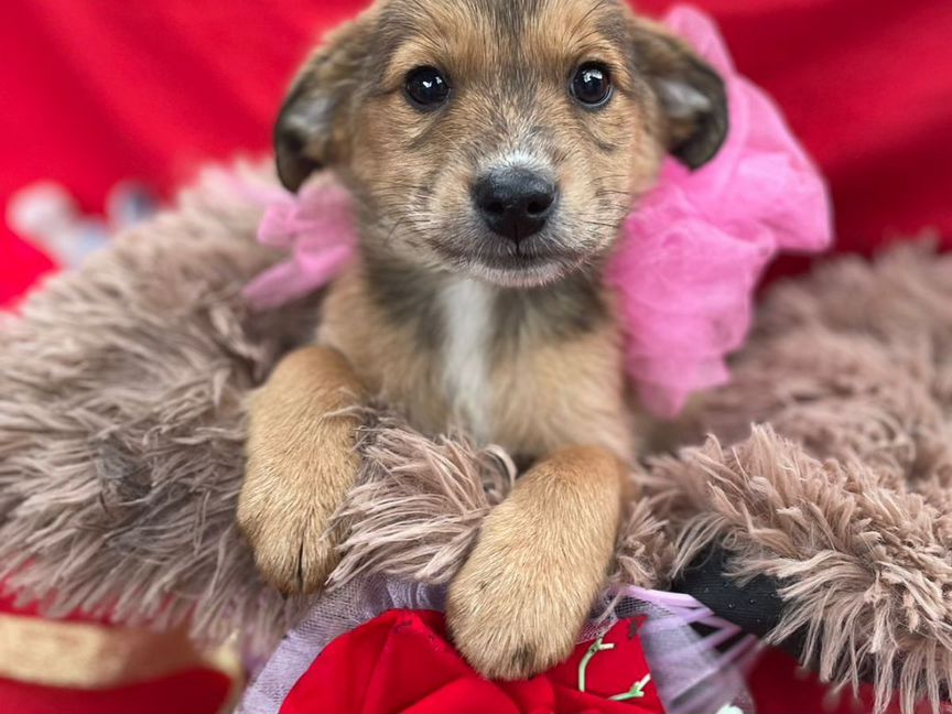 Робкая девочка ищет дом,полтора месяца