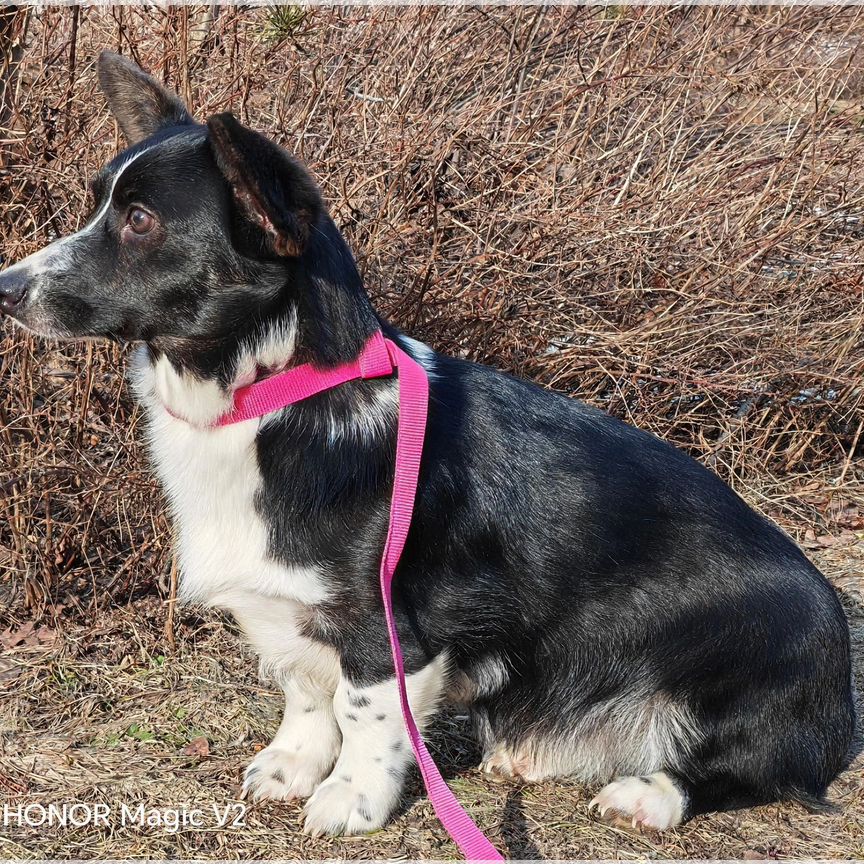 Вельш Корги Кардиган, щенок