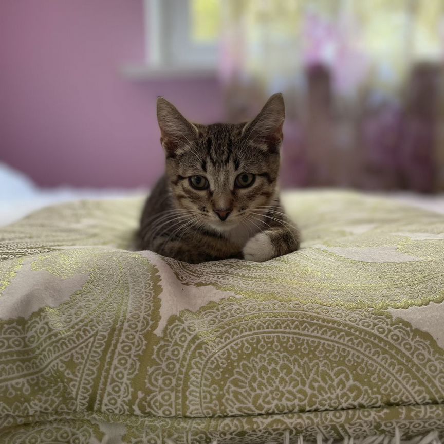 Котенку нужна семья
