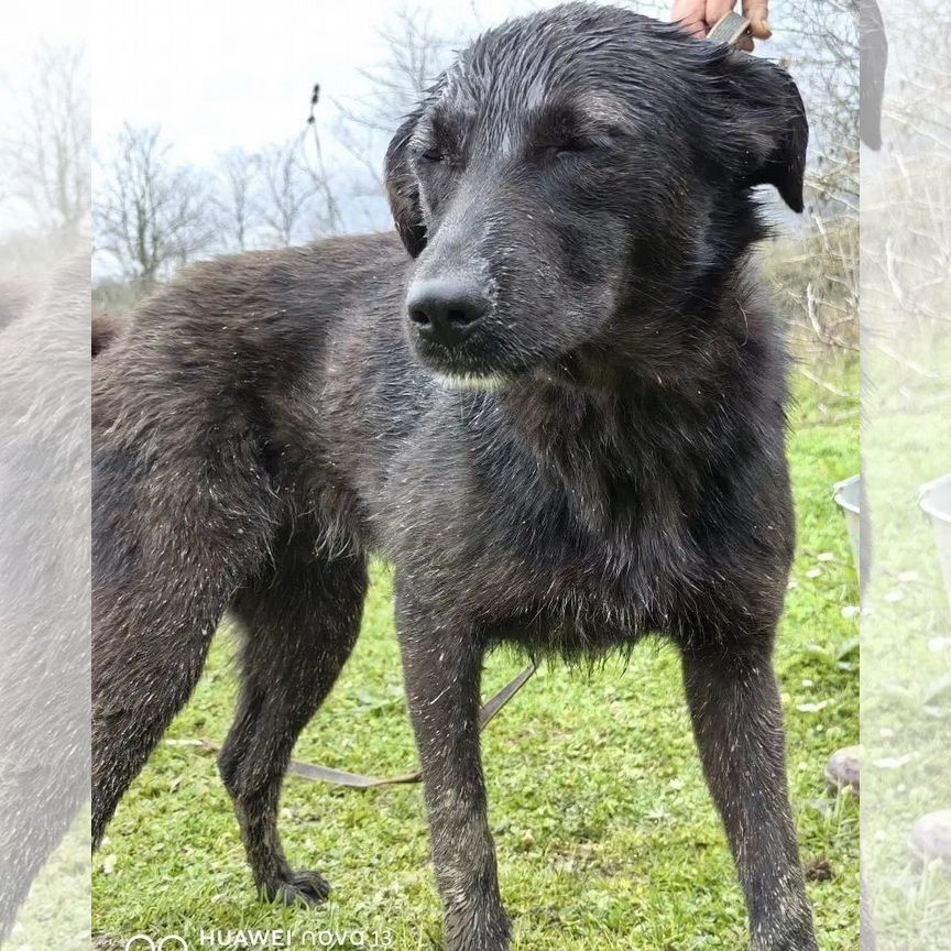 Взрослая собака в добрые руки