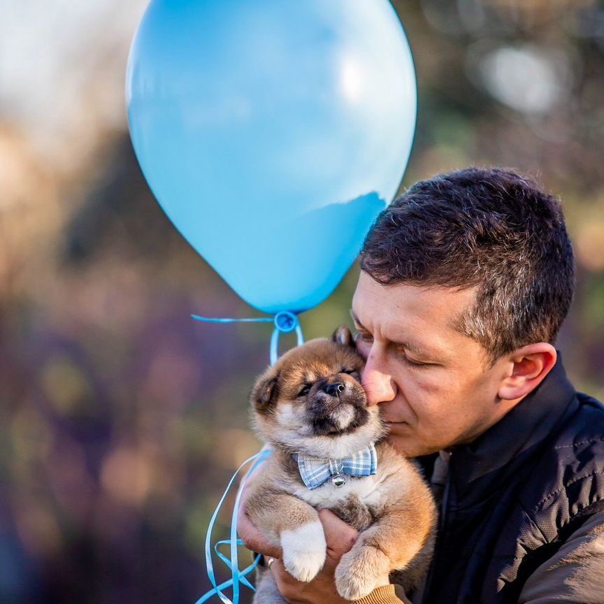 Для тех кто ищет лучшего щенка сиба, 3 щенка