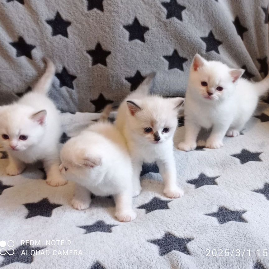 Шотландские вислоухие котята
