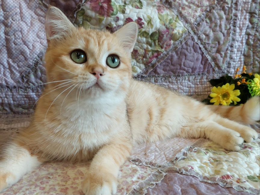 Золотая шиншилла Проша