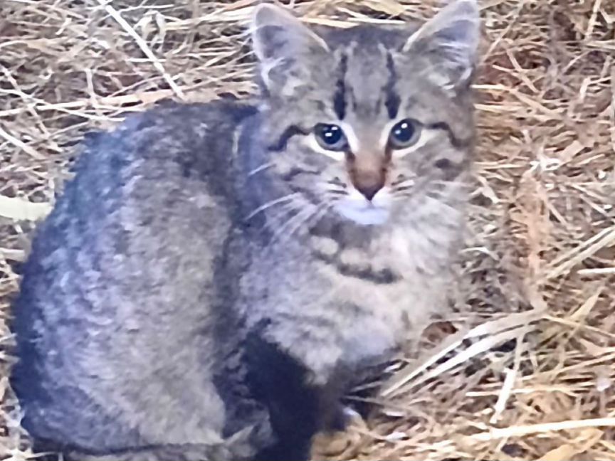 Котенок рысенок полосатый