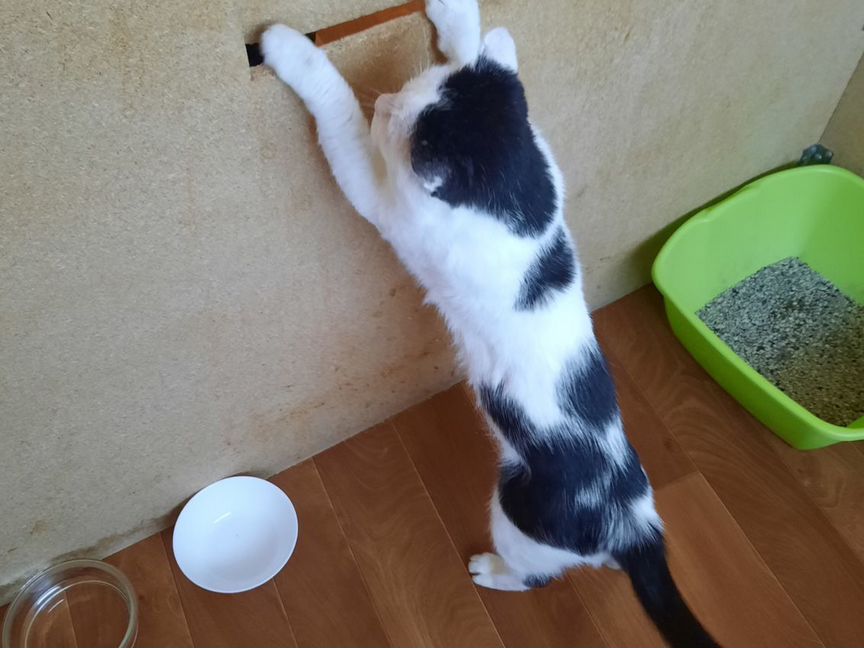 Котик в добрые руки