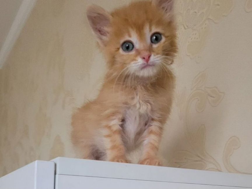 Маленький Лео