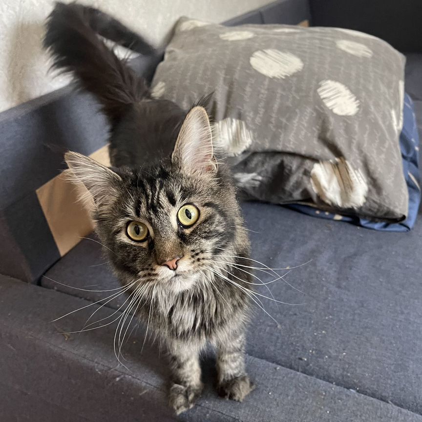 Мейн-кун, взрослая кошка