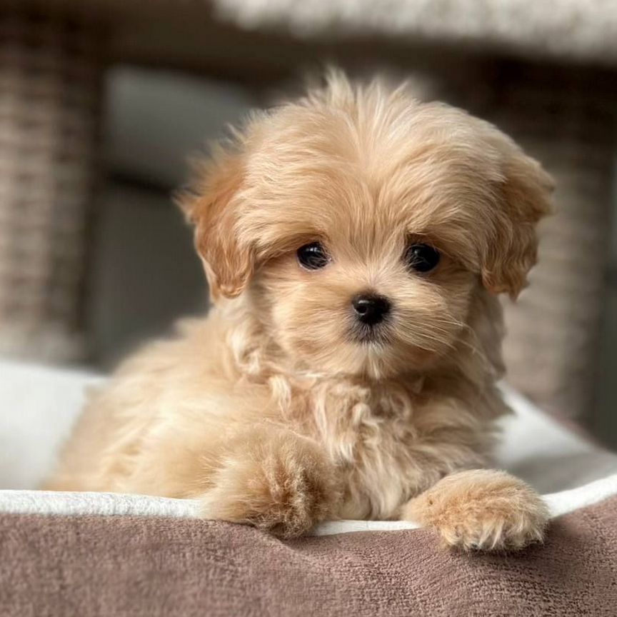 Мальтипу, щенок