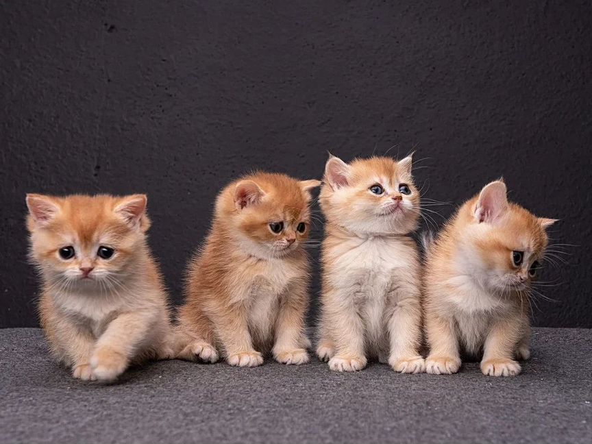 Британские котята