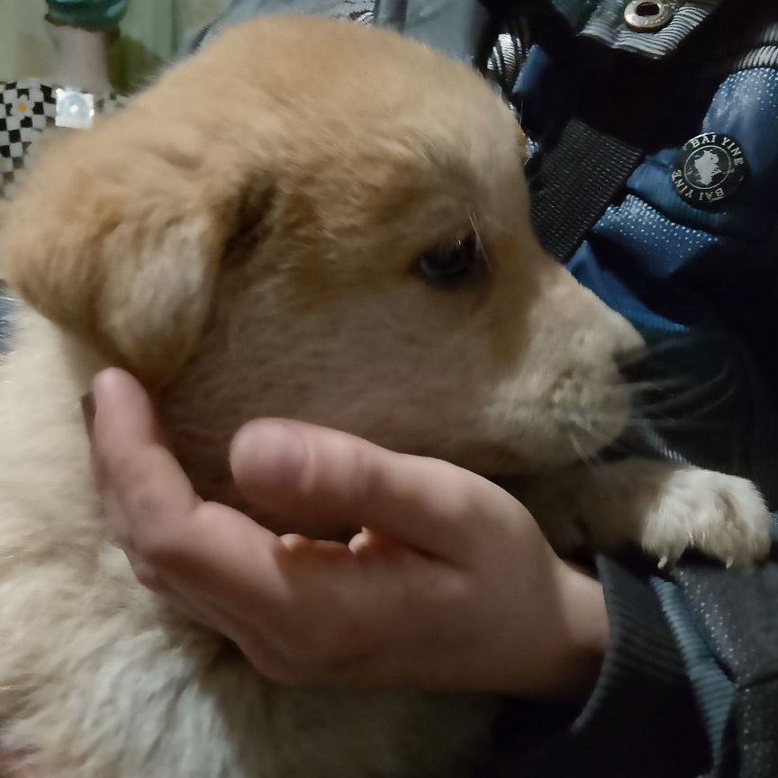 Западносибирская лайка, щенок