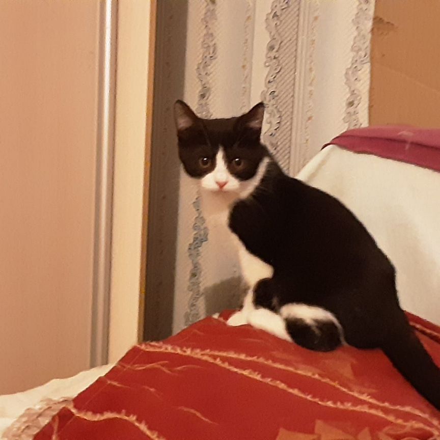 Кошечка в добрые руки