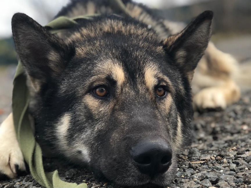 Большой и добрый Волчок