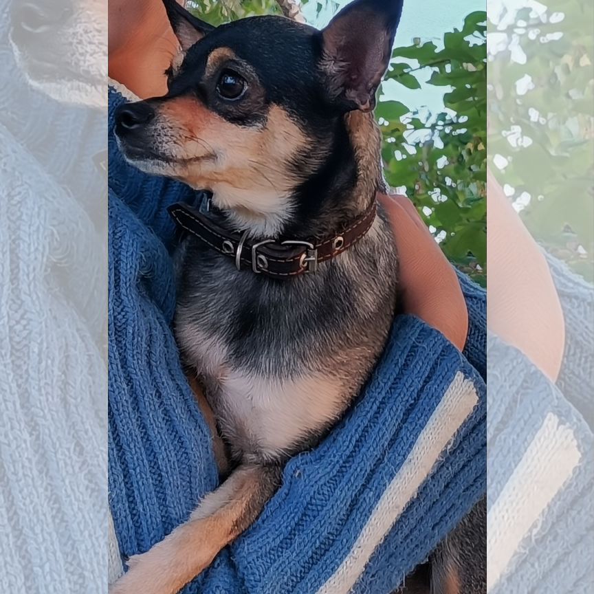 Русский той-терьер, взрослая собака