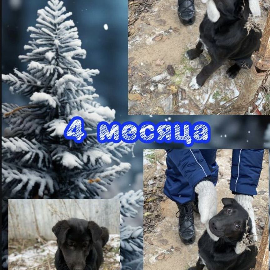 Щенки хорошим хозяевам