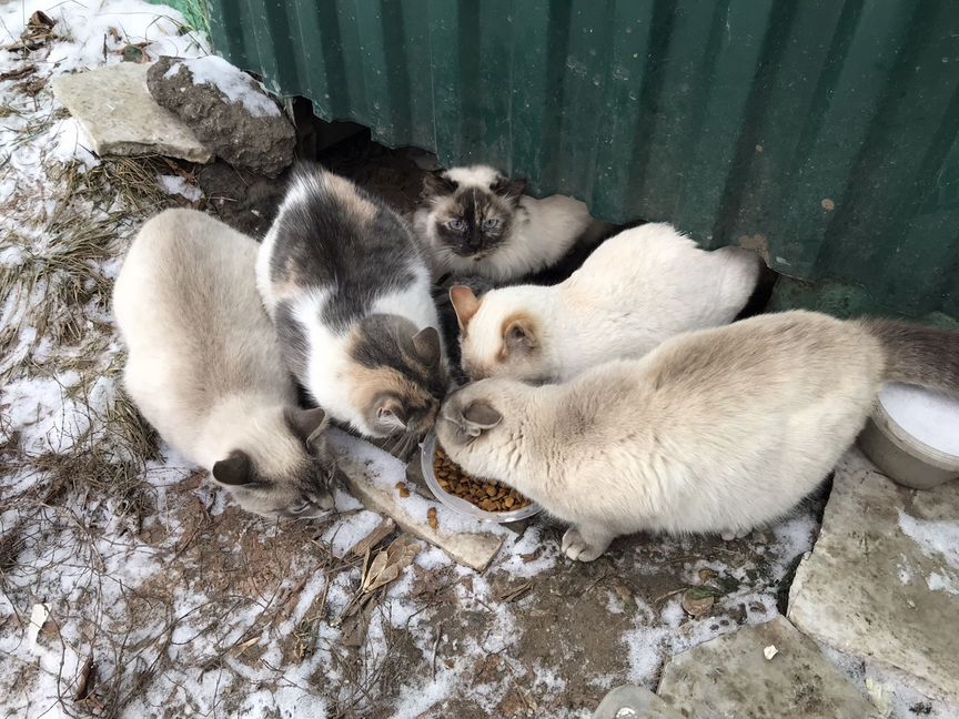 Котики из гаражей ищут тёплый дом