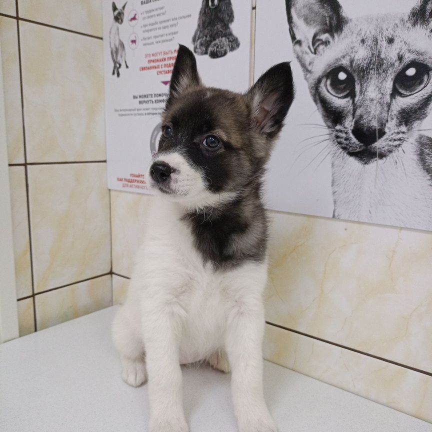 Щенята- малыши