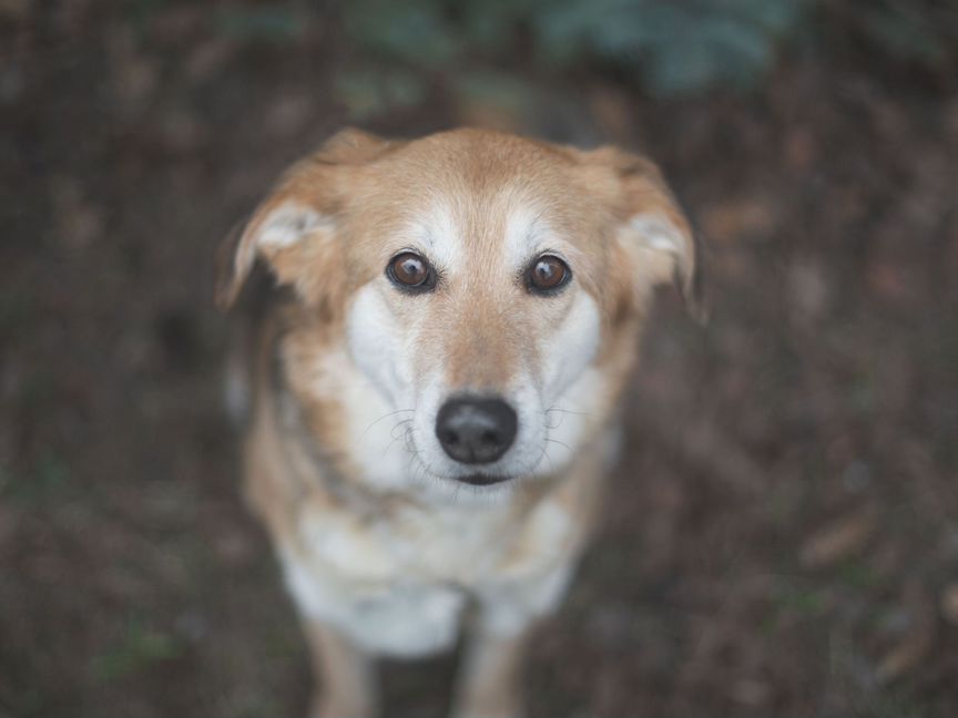 Собака в добрые руки