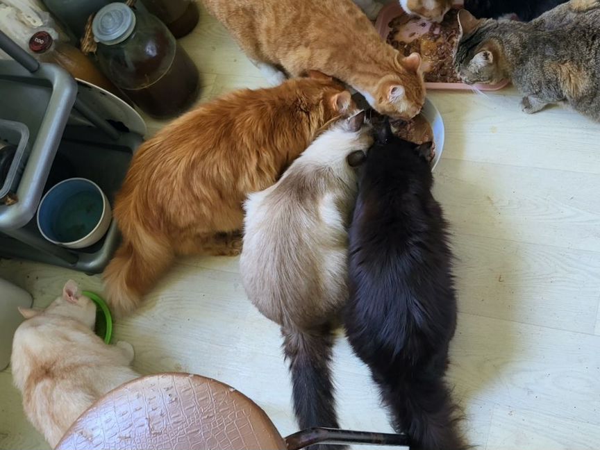 Котики приют