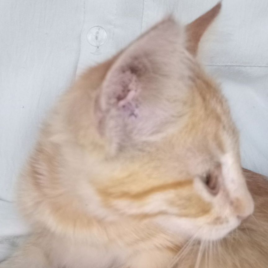 Котята в добрые руки бесплатно
