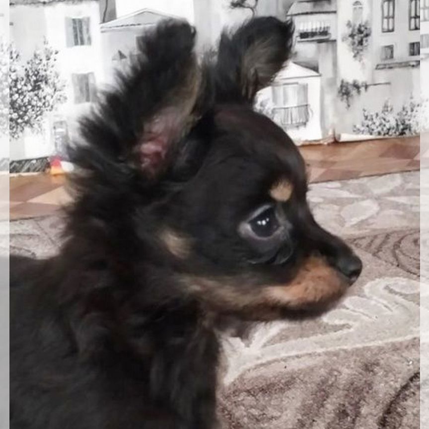 Малыш тойчик