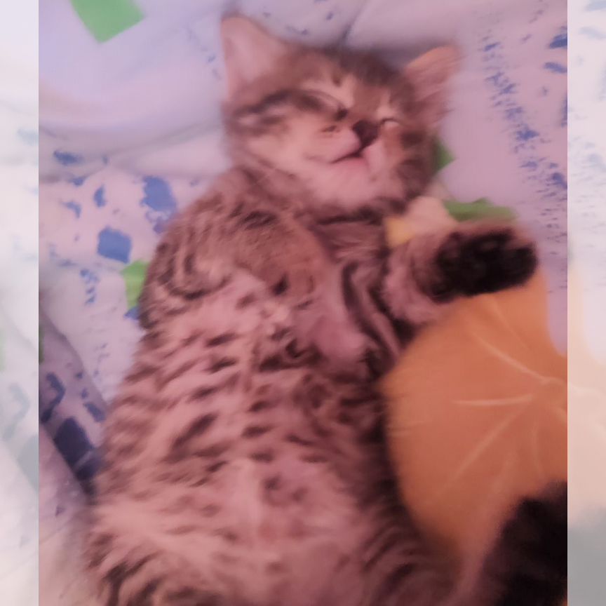 Полубританки