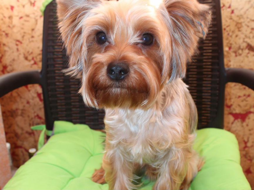 Йоркширский терьер