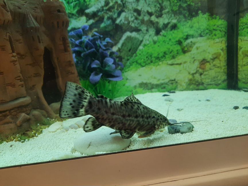 Сом таракатум