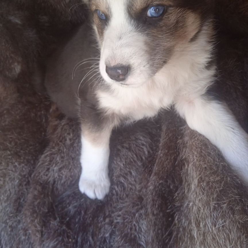 Щенки, бесплатно