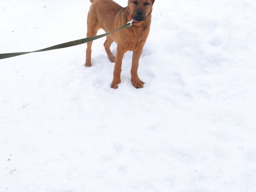 Щенок 4,5 месяца