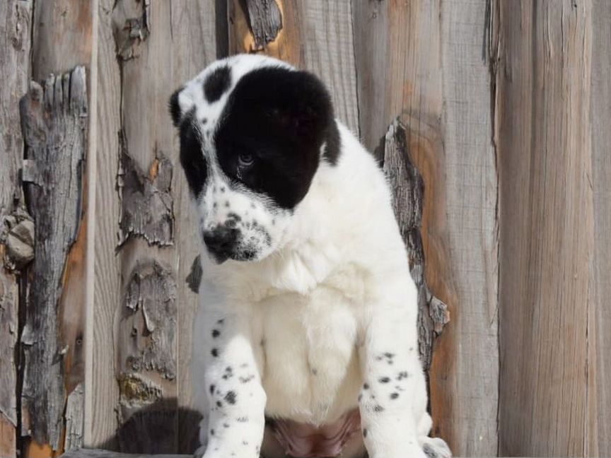 Среднеазиатская овчарка алабай щенки