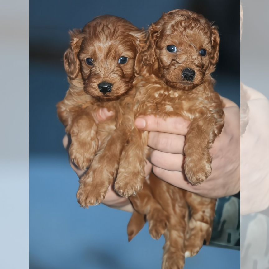 Мальтипу, щенок