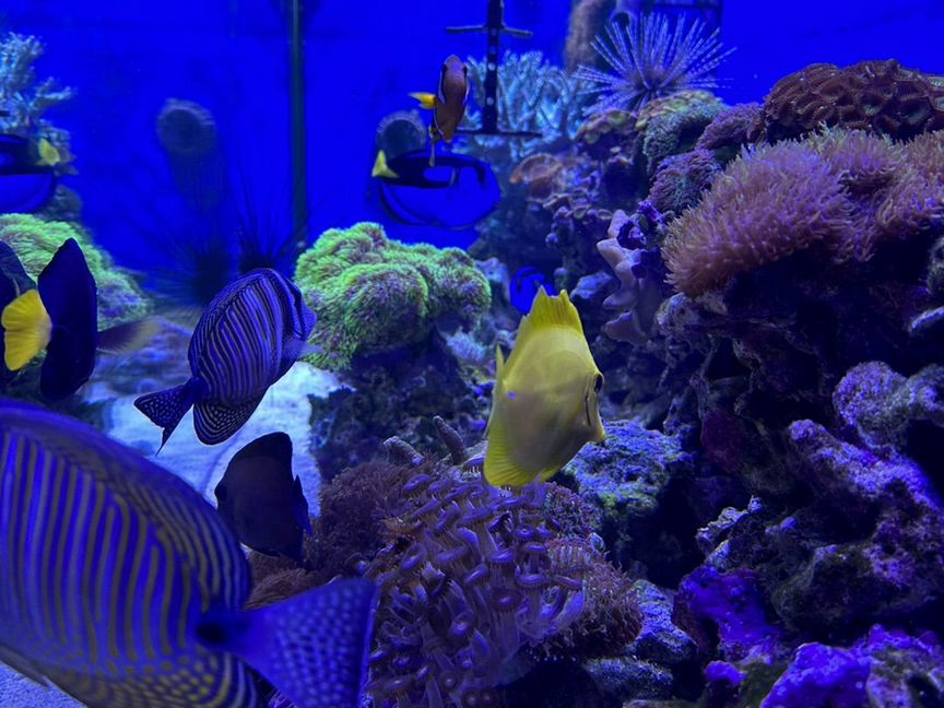 Морской аквариум с рыбками и оборудованием