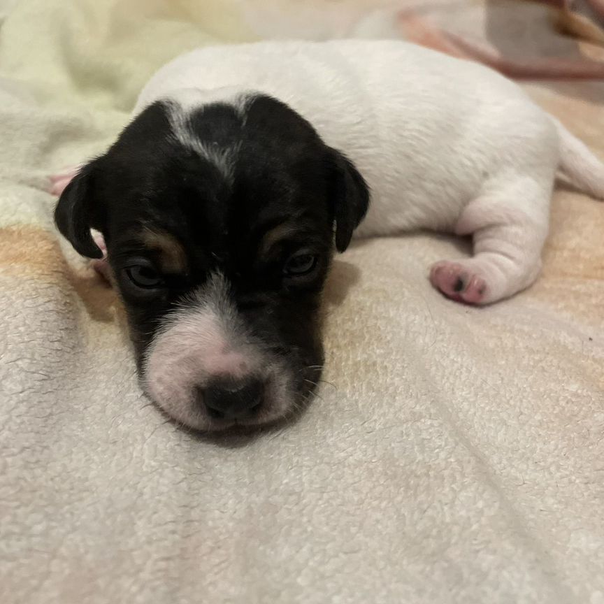 Продаю щенков Джек Рассел терьер