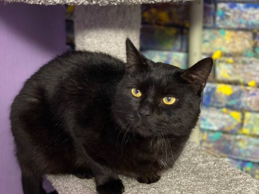 Ласковый кот Ричард чёрный бесплатно