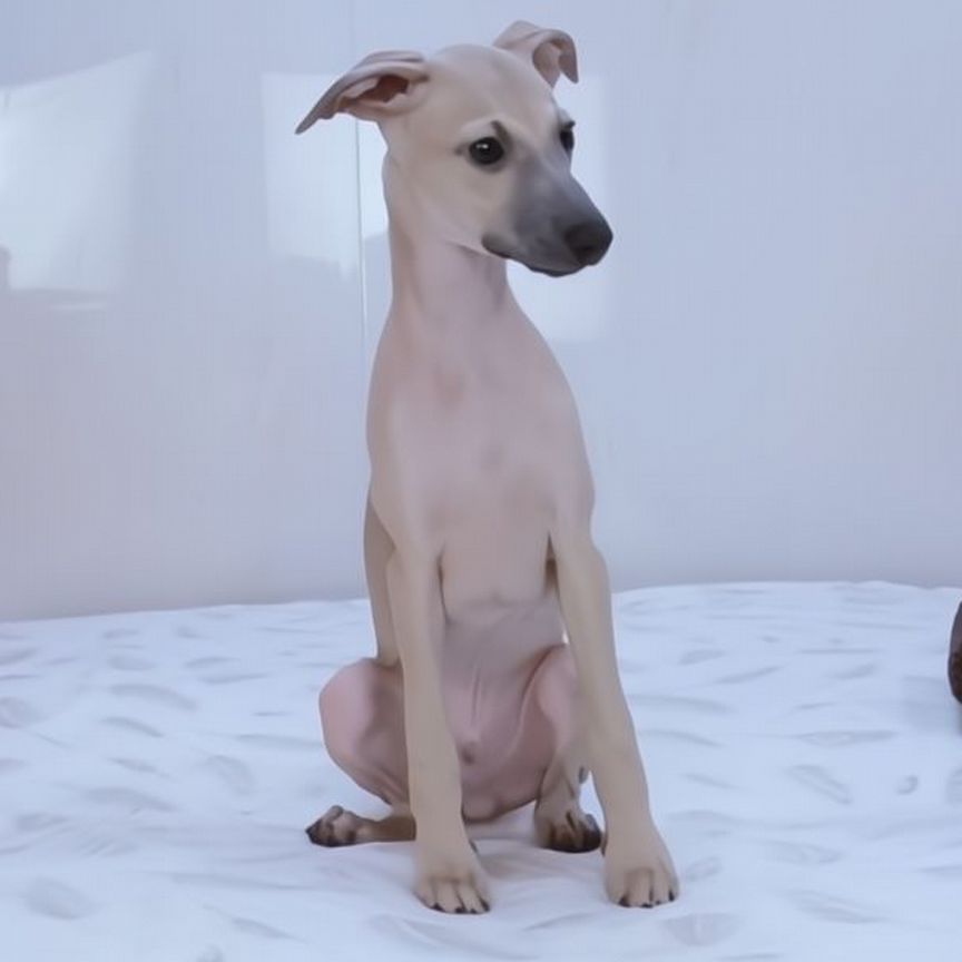 Левретка, щенок