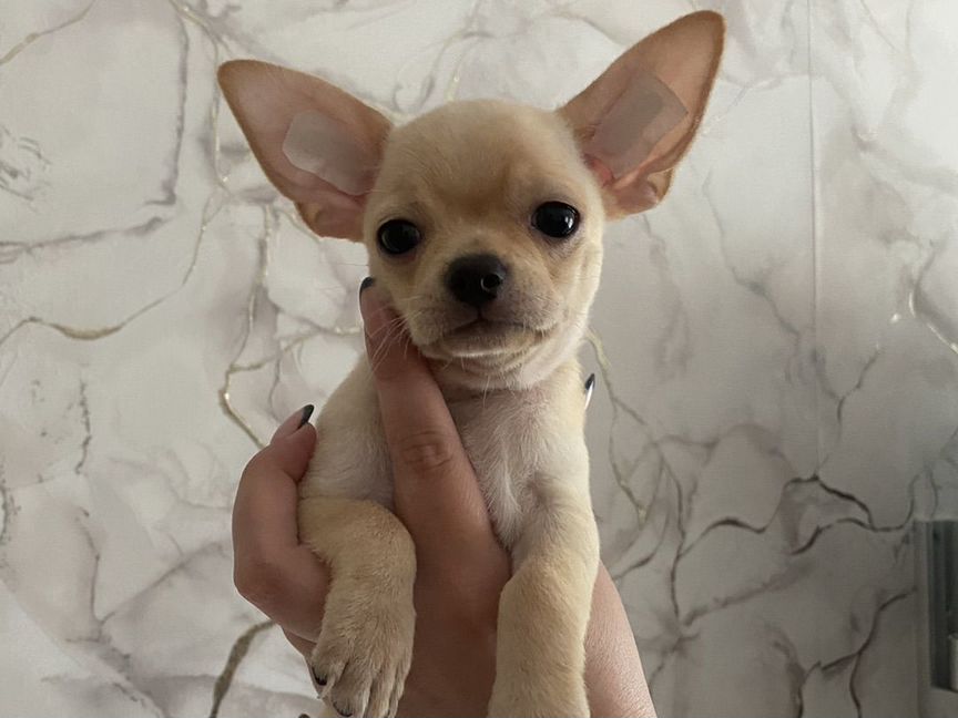 Щенки чихуахуа