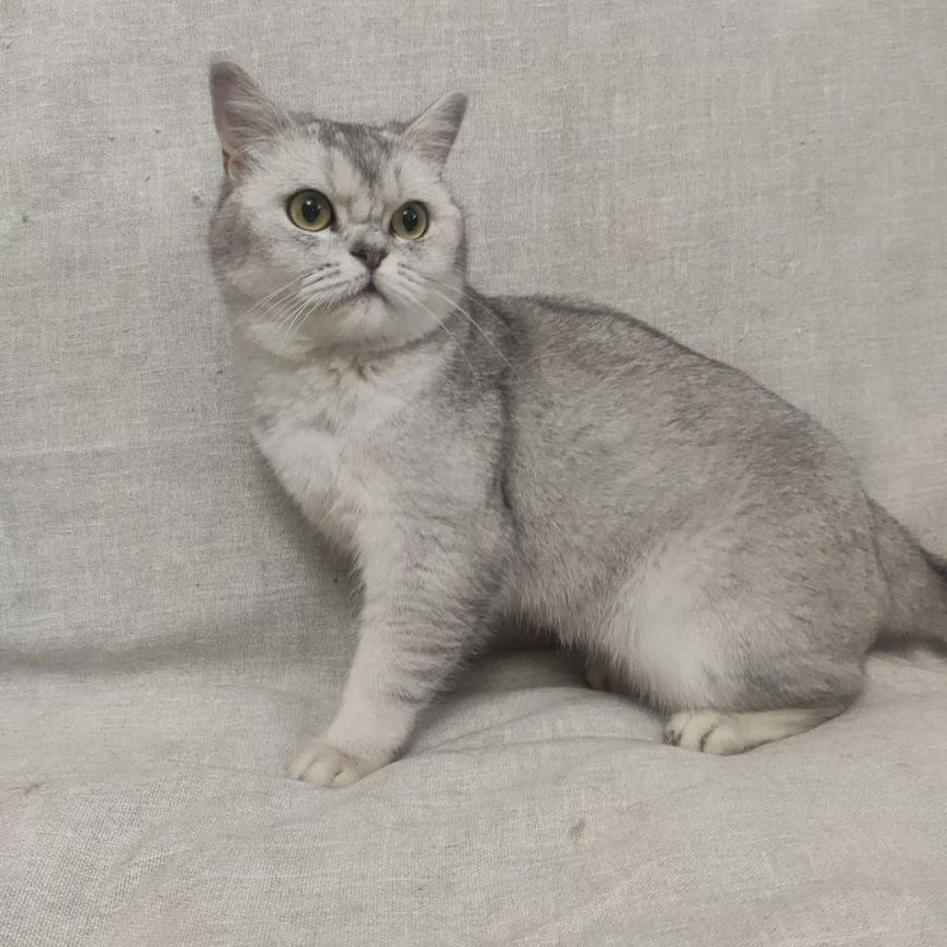 В добрые руки