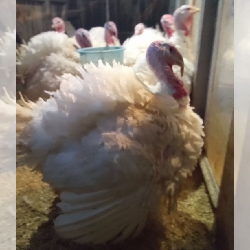 Индюки хайбрид конвертер