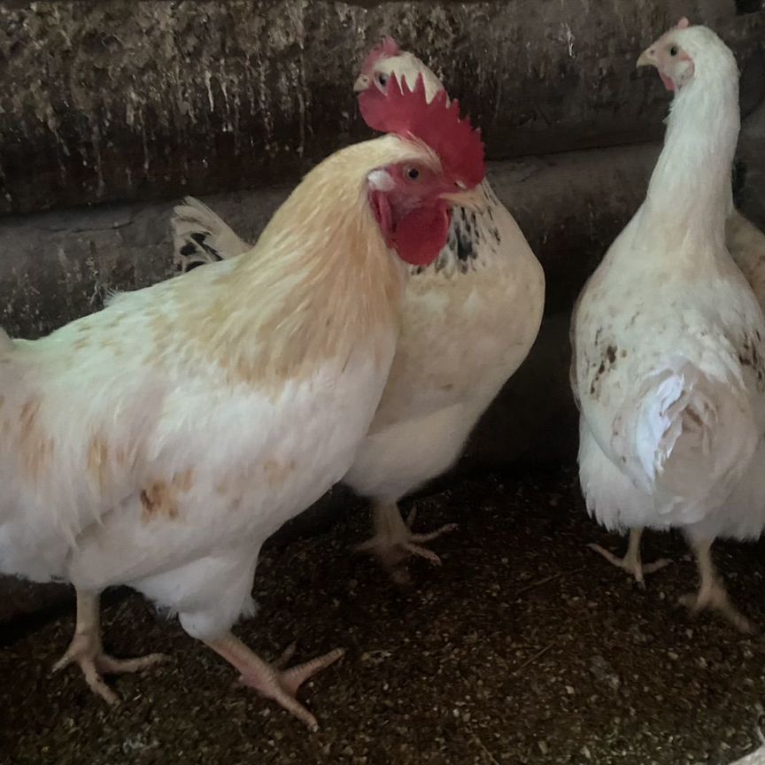 Петушок молодой