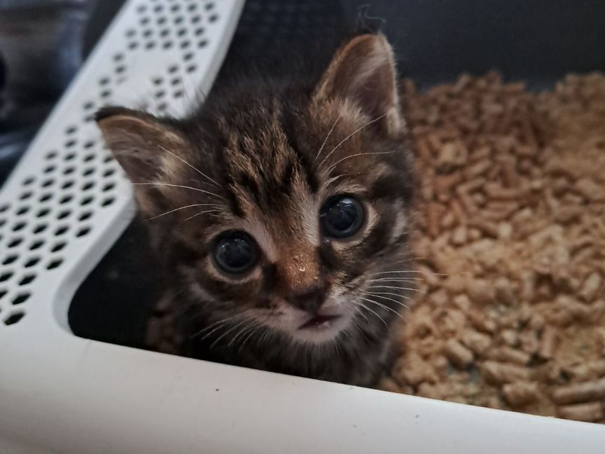 Котёнок Морсик