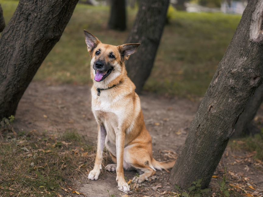 Прекрасная собака Кира в добрые руки