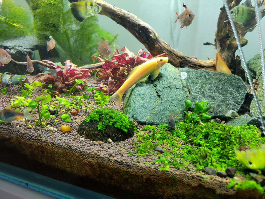 Гиринохейлус