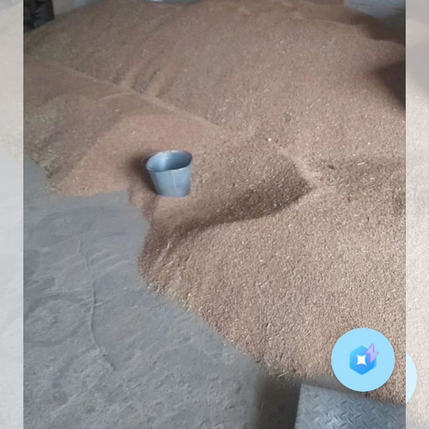 Пшеница фуражная