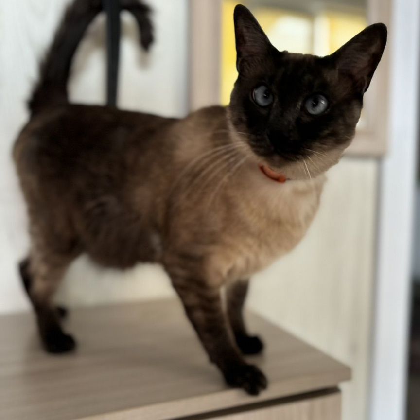 Отдам сиамского кота в добрые руки