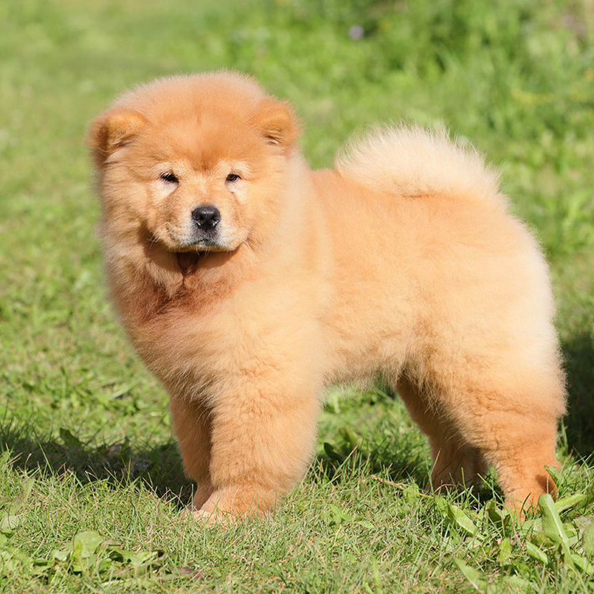 Чау девочка