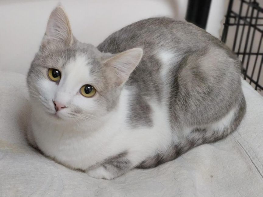 Кошки