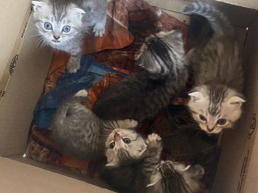 Шотландские котята